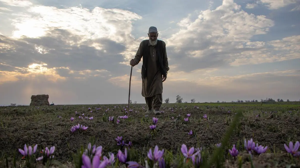 Why Kashmir’s Saffron Fields Are Shrinking and Who Guards Them - Frontline
