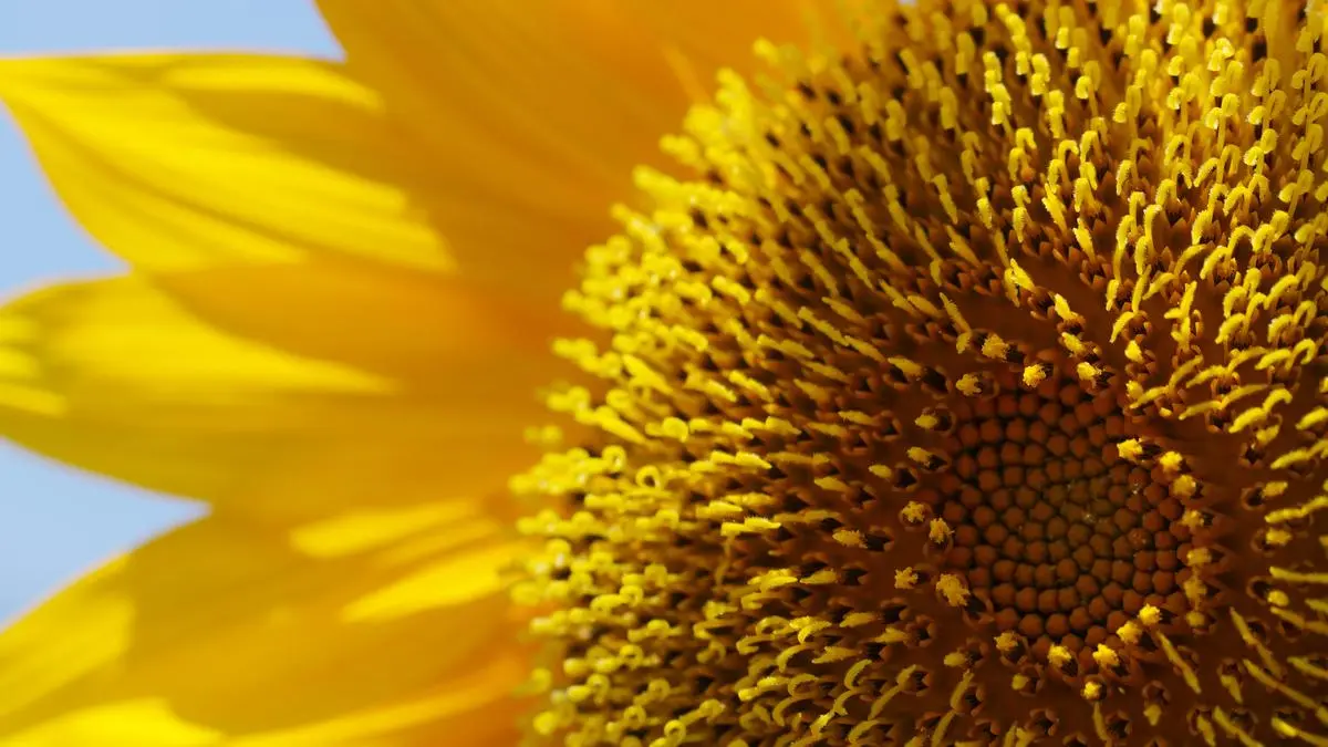 Bhaskara’s Lilavati: Mathematics, Poetry, and the Art of Teaching ...