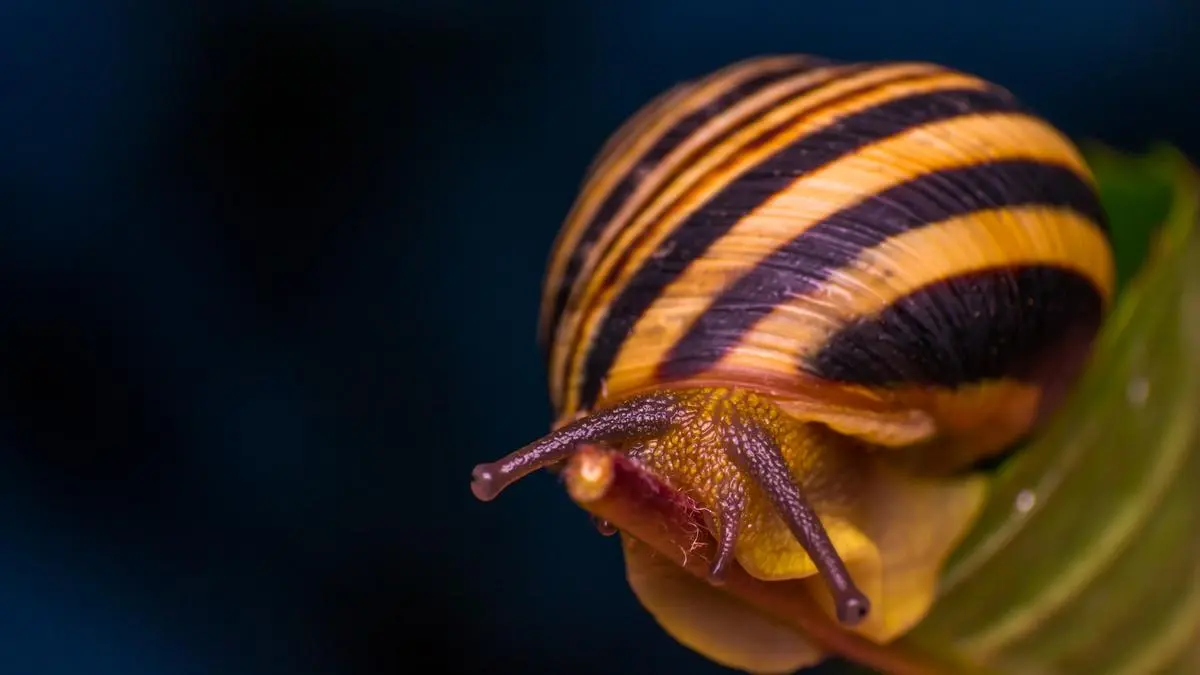 What "Endling" Reveals About Beauty, Death, and Conservation - Frontline