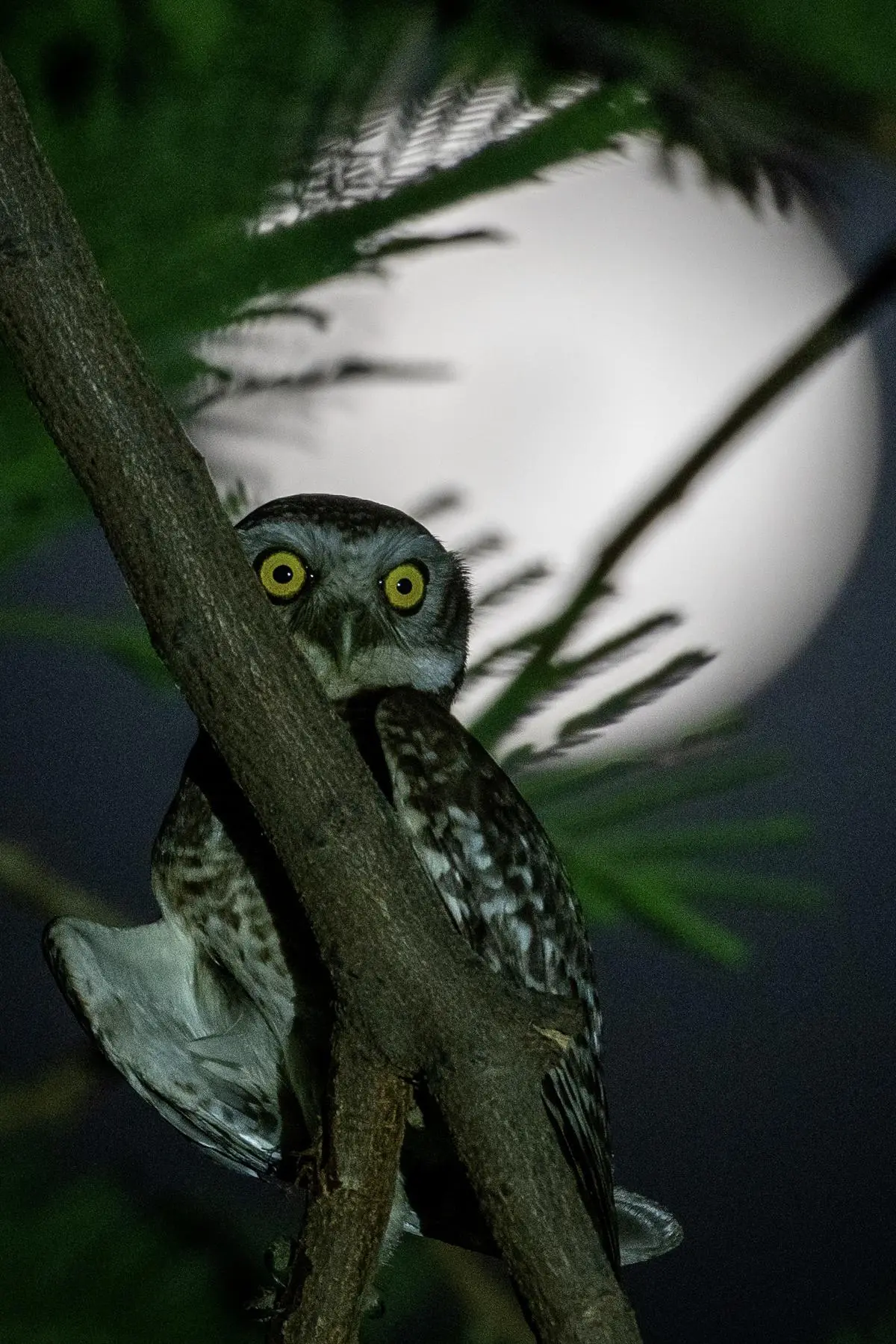 Click, click, hoot, hoot: How one man photographed all species of owls ...