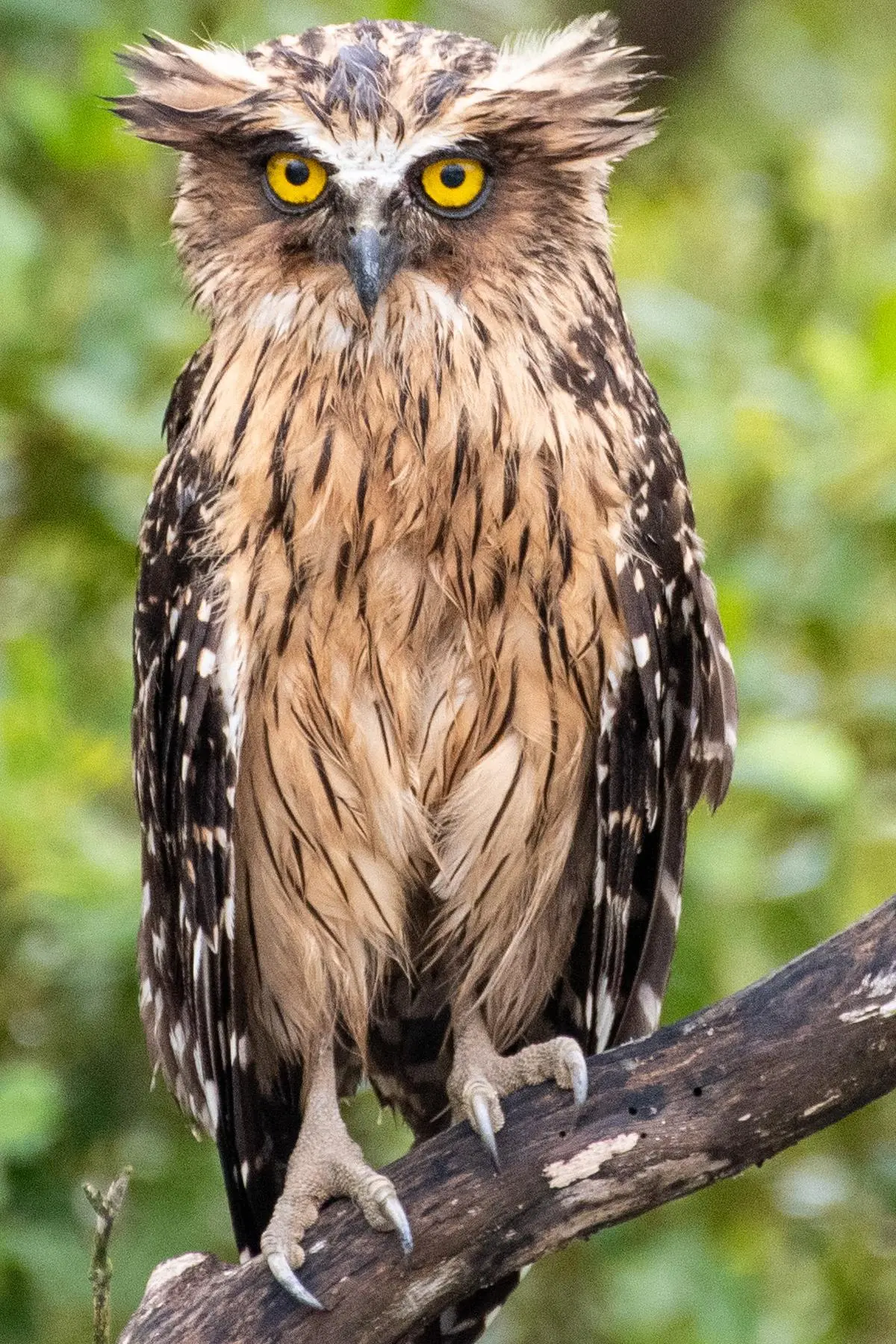 Click, click, hoot, hoot: How one man photographed all species of owls ...