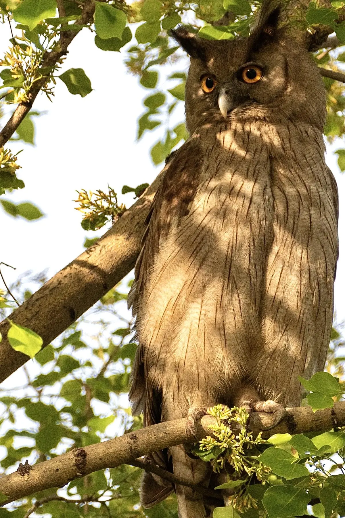 Click, click, hoot, hoot: How one man photographed all species of owls ...