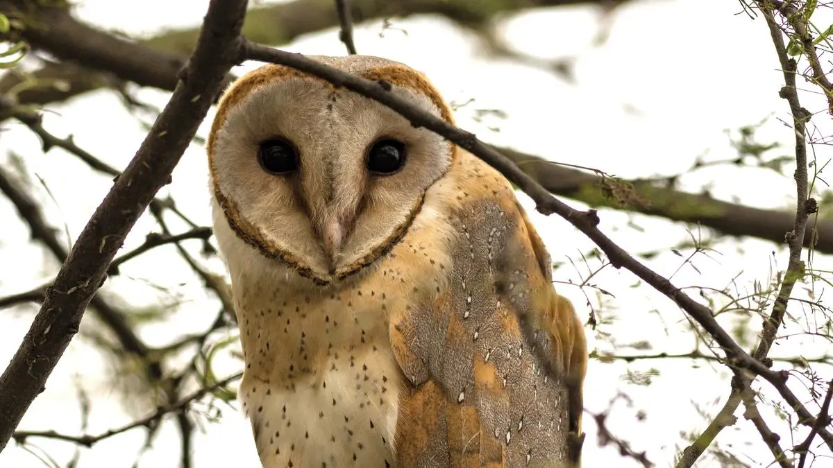 Click, click, hoot, hoot: How one man photographed all species of owls ...