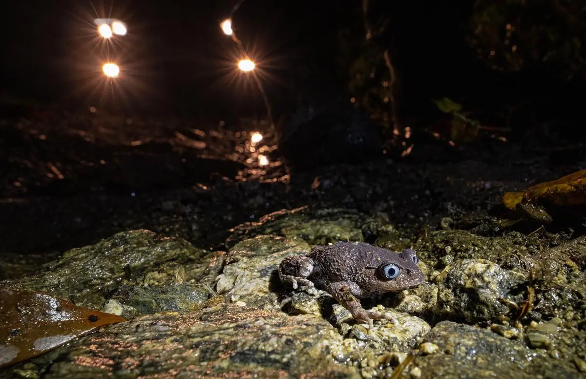 Saving the Bugun Liocichla: A Conservation Triumph - Frontline