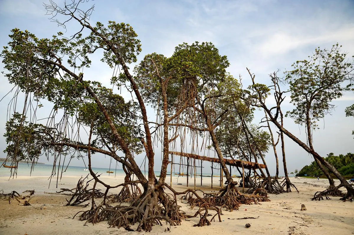 Flora and fauna of Great Nicobar in great peril - Frontline