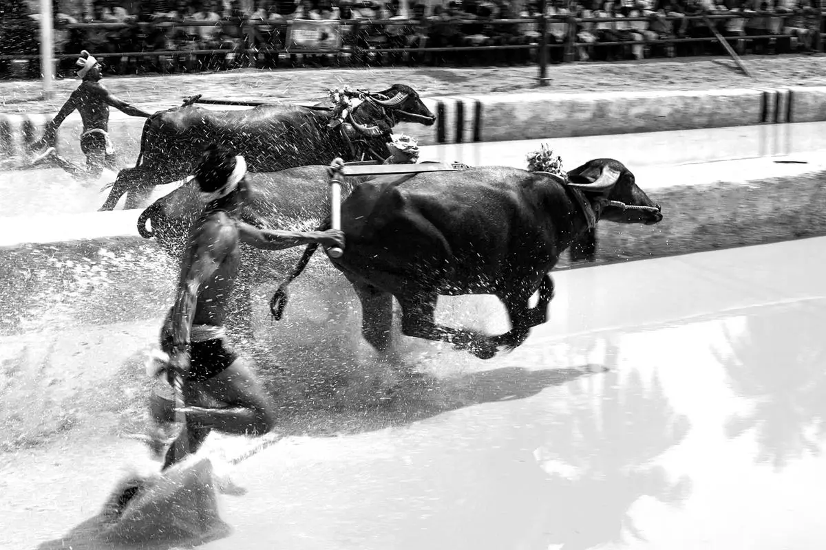 Photo Essay | Bone Connection: Exploring the intricate human-animal ...