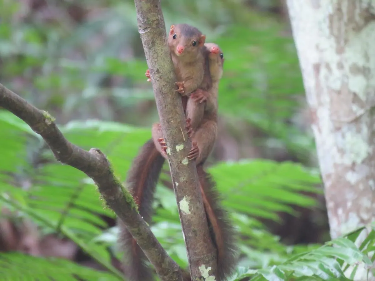 NITI Aayog-led development project puts flora and fauna of Great ...