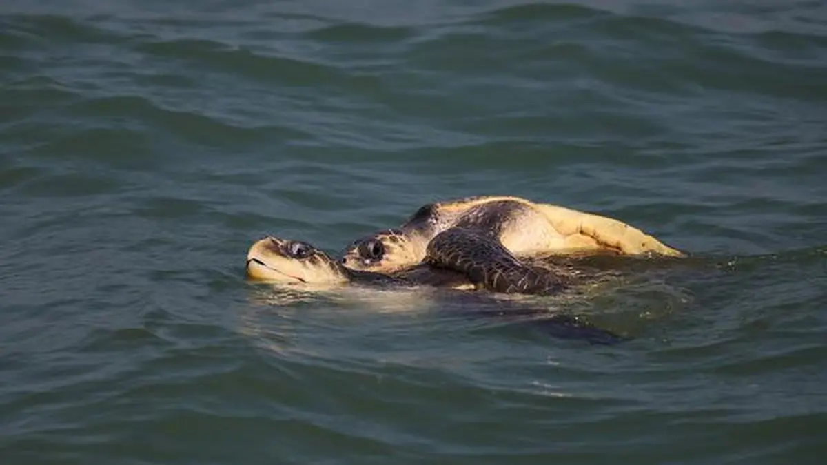 Lakhs of Olive Ridley turtles return to the Odisha coastline for their ...