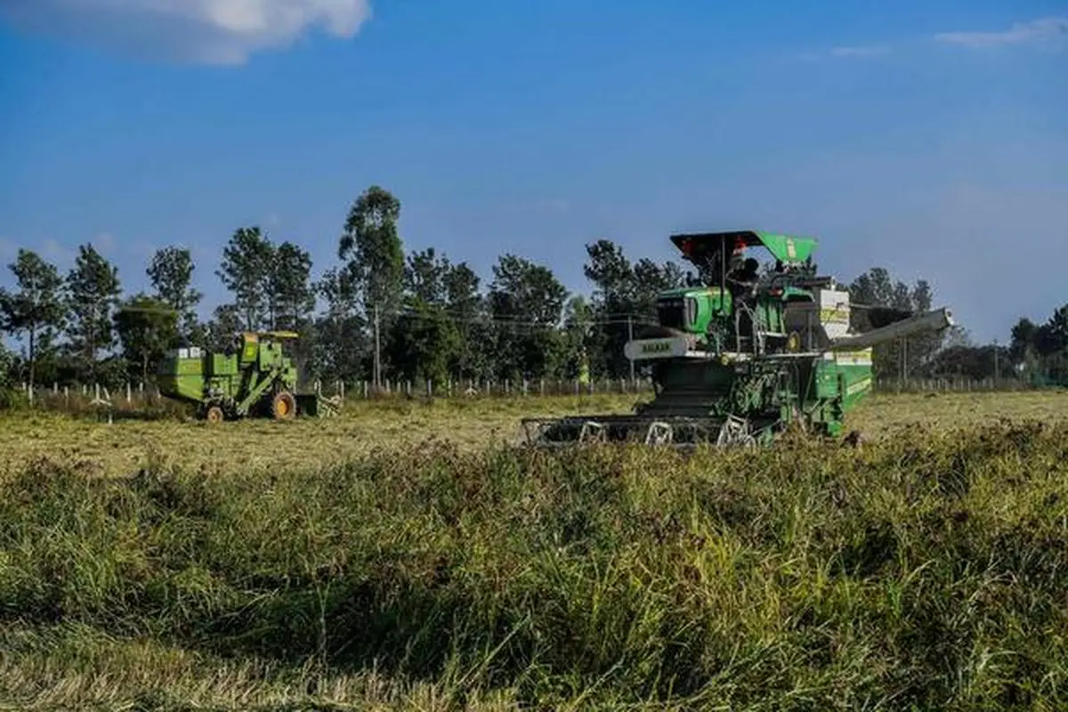 Can millets help create global food security? - Frontline