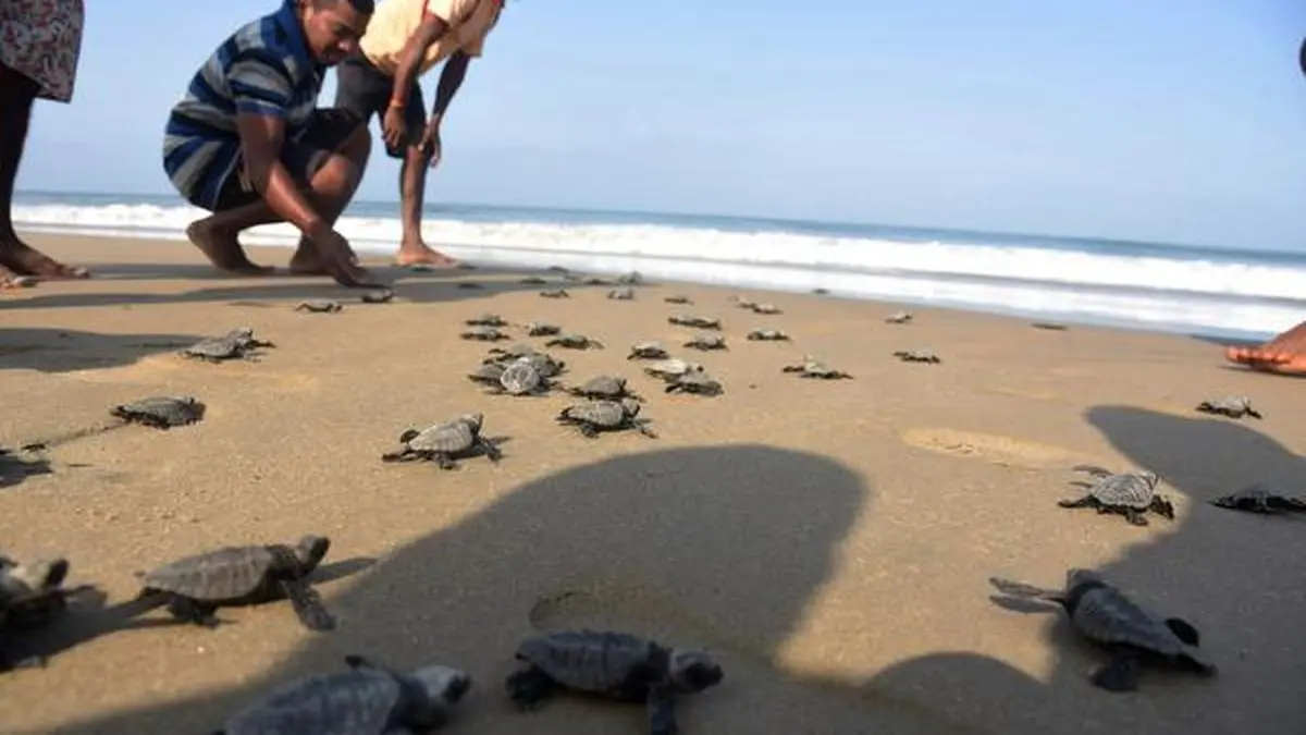 Olive ridley turtle nests almost double during lockdown in Maharashtra ...