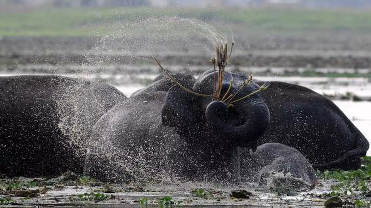 Deepor Beel, the riverine wetland in lower Brahmaputra valley, on the ...