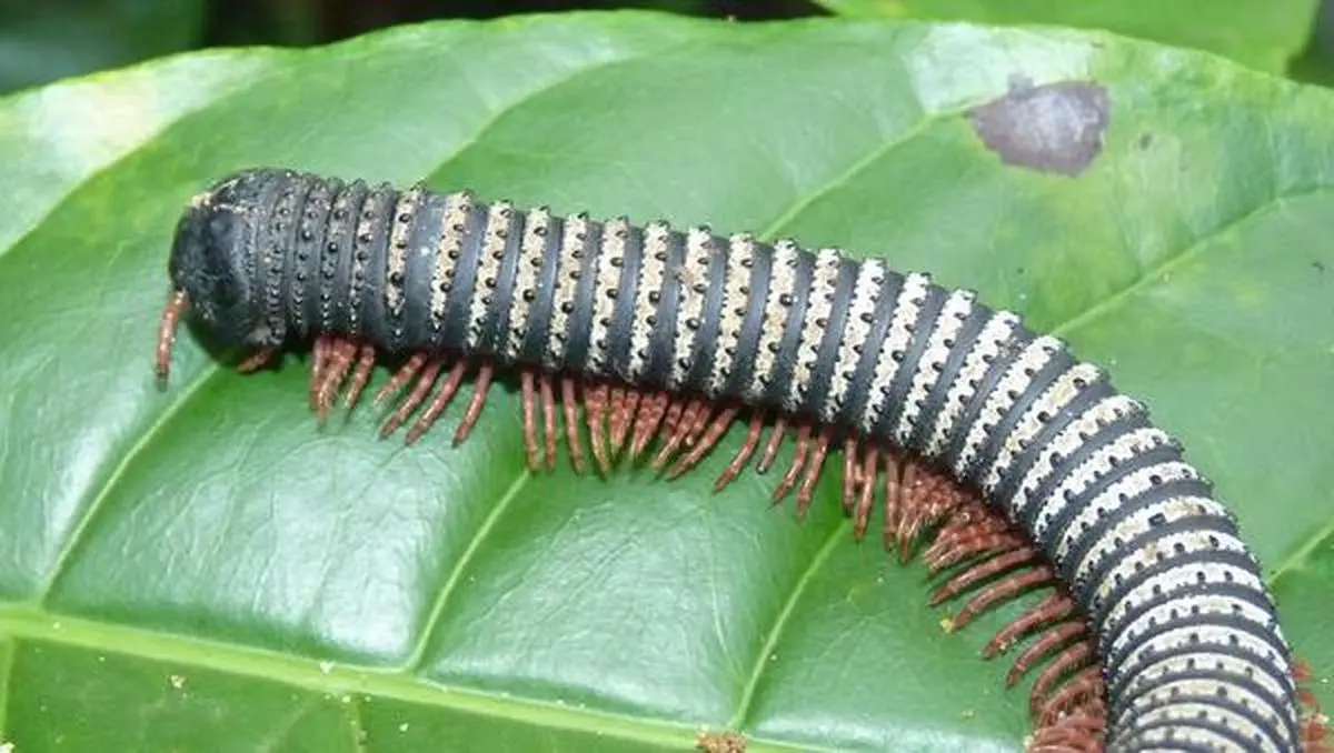 Mulch munchers - Frontline