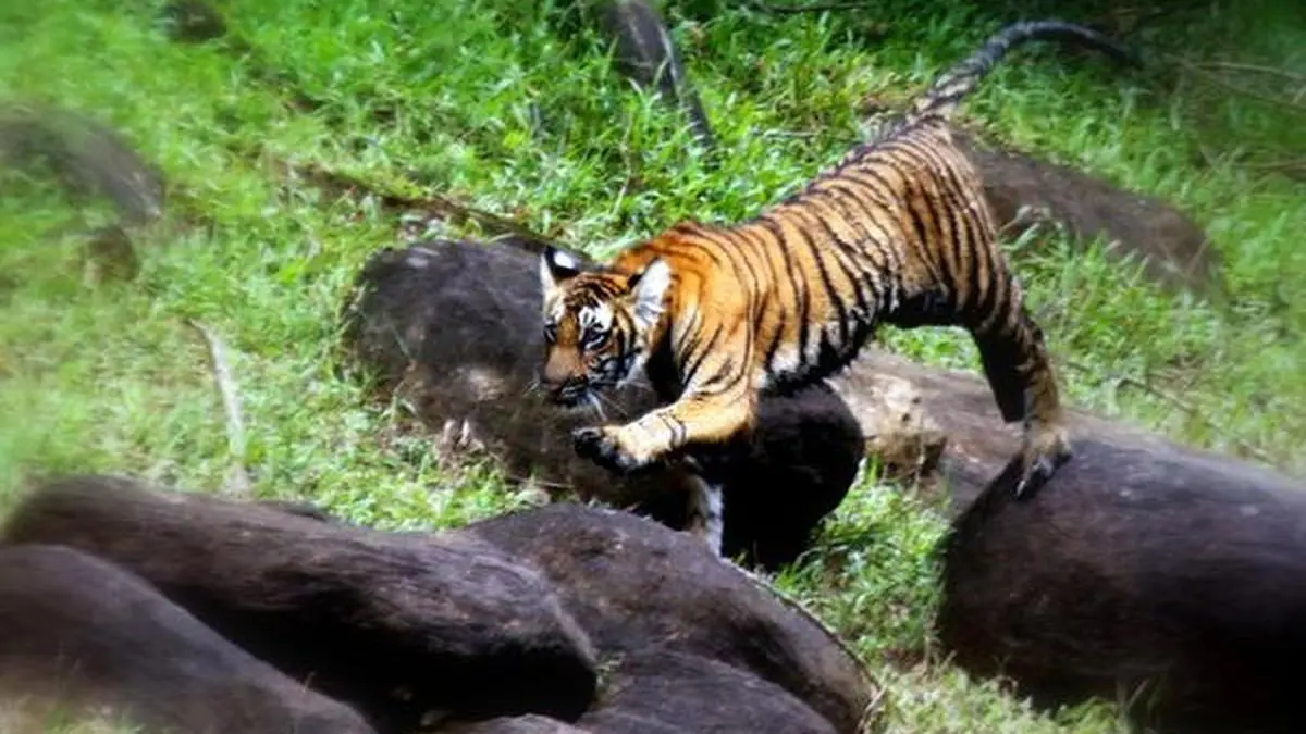 Alluring landscape - Frontline