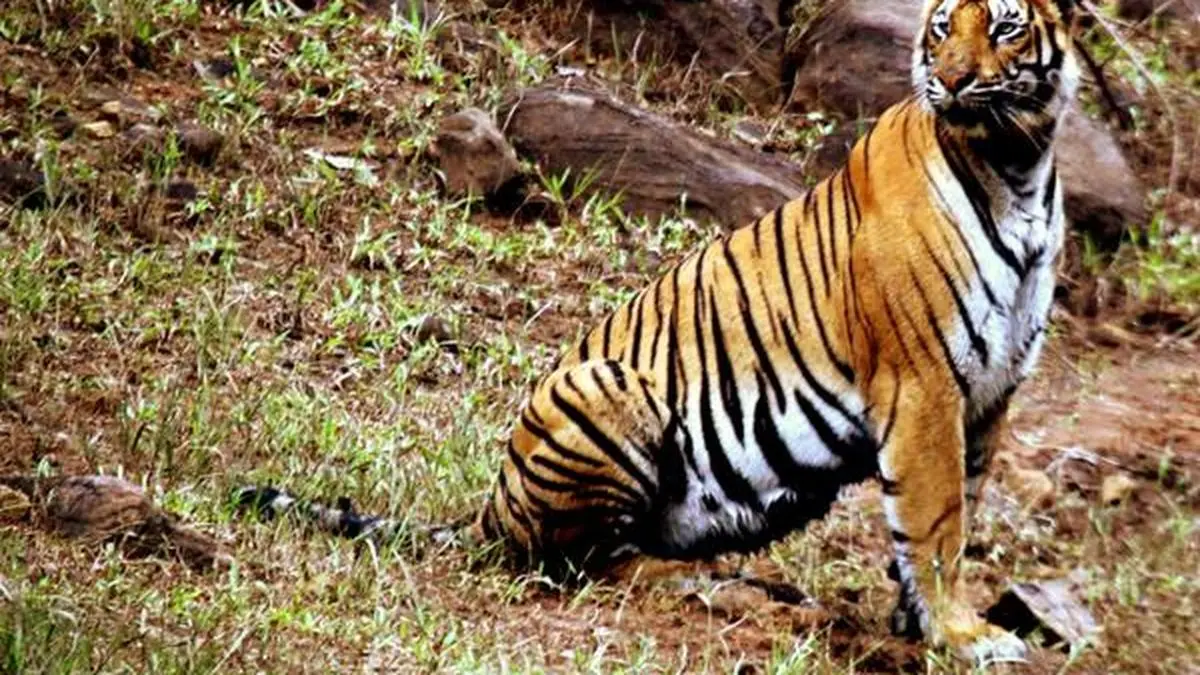 Sights & sounds of Periyar reserve - Frontline