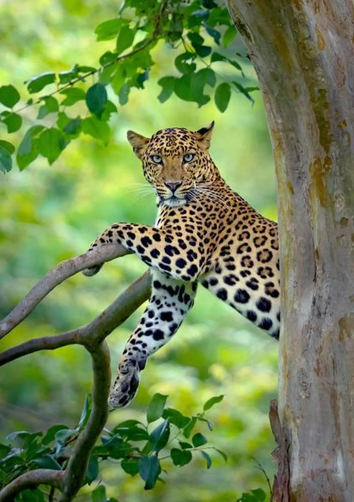 All about leopards - Frontline