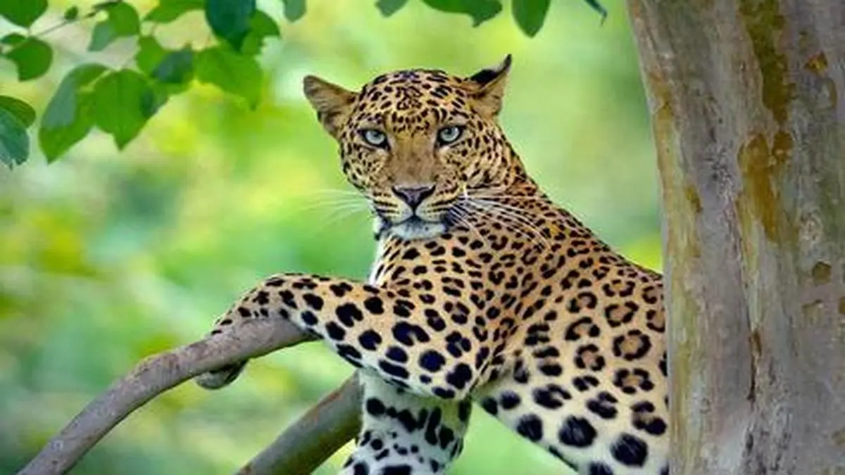 All about leopards - Frontline