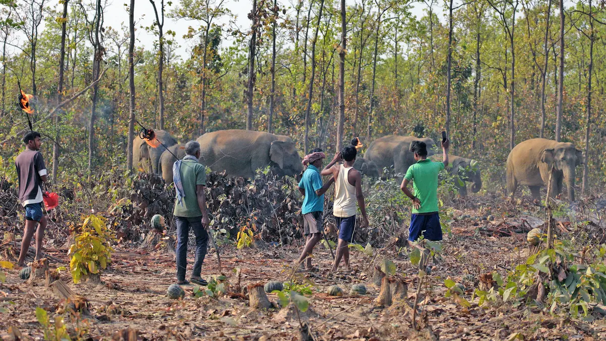 Human-Elephant Conflict in Bengal: Is Diversionary Feeding Elephants ...