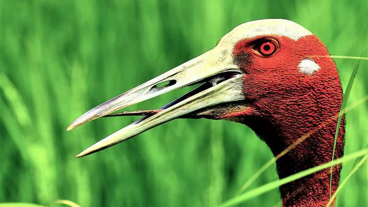 The sarus crane: Walking tall in the wetlands of north India - Frontline