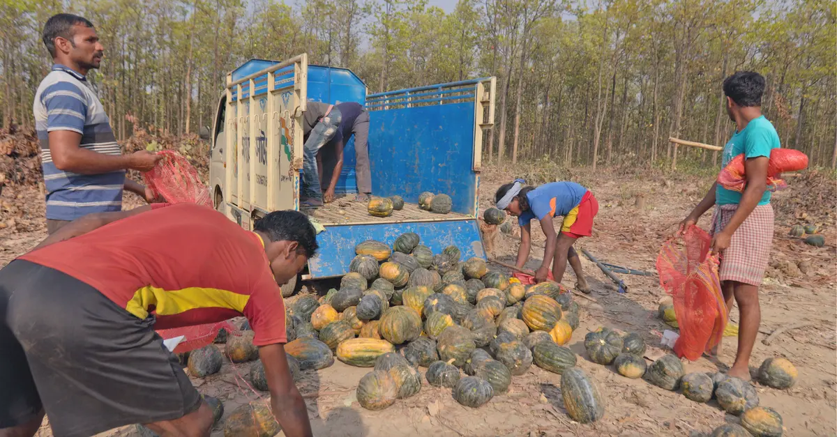 Human-Elephant Conflict in Bengal: Is Diversionary Feeding Elephants ...