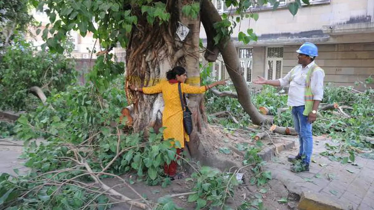 Maharashtra constitutes State Tree Authority to protect trees in urban ...