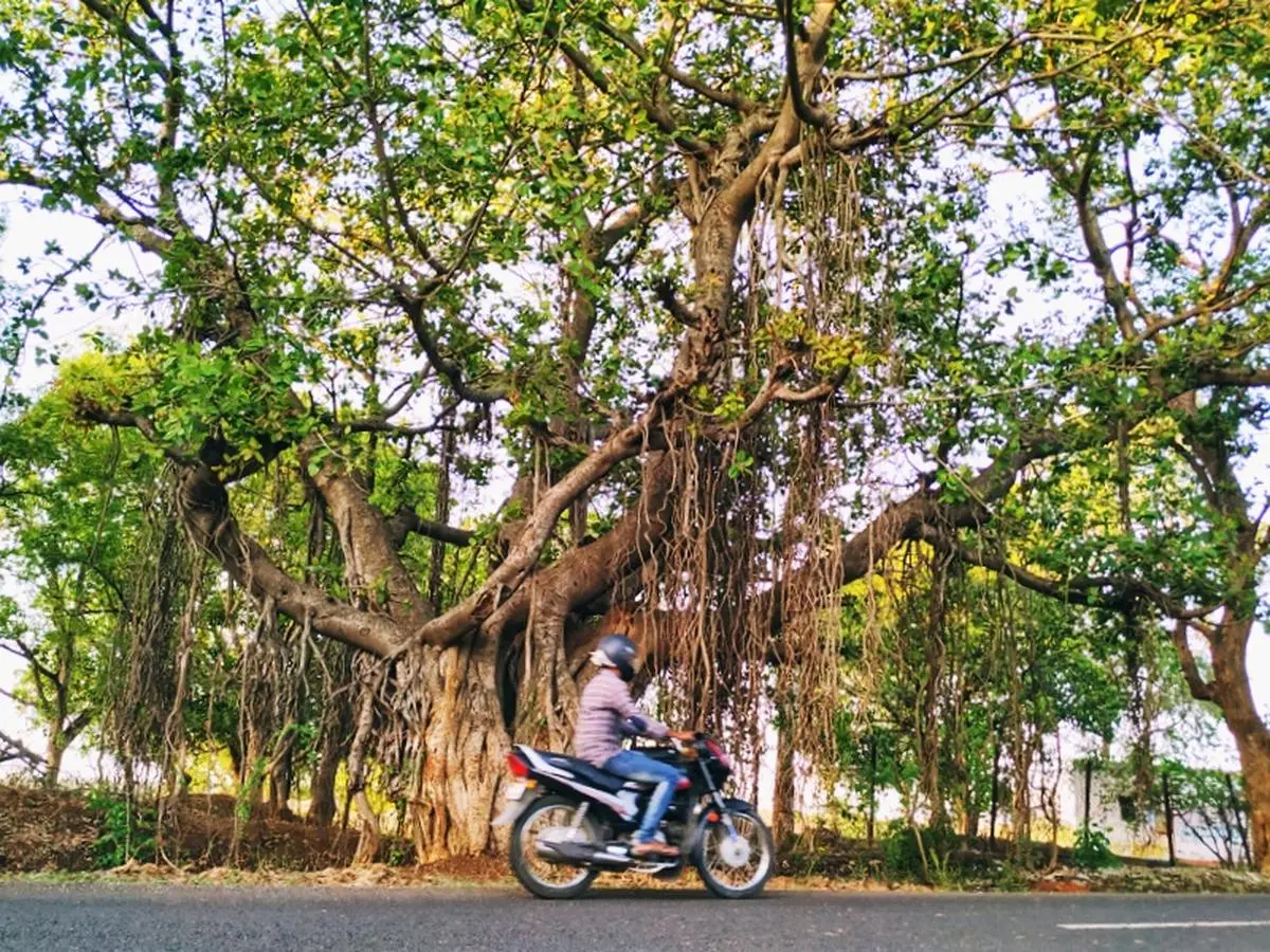 Historic Chevella banyans of Telangana saved from the axe, thanks to ...