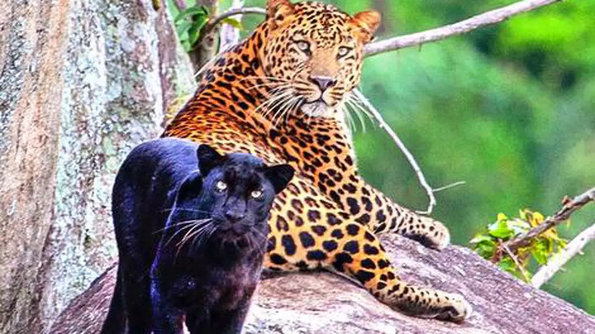 Photo essay on the upper Nilgiris - Frontline