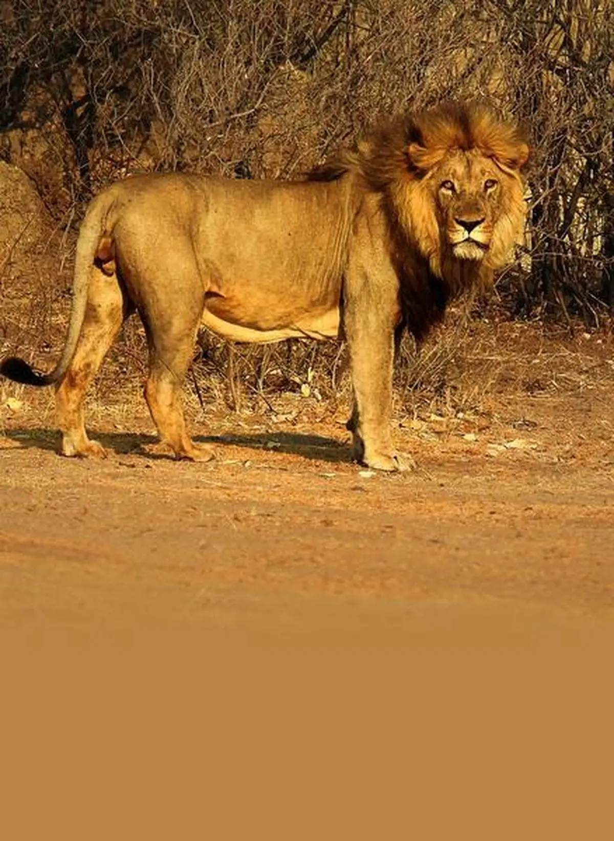 Botswana's wildlife - Frontline