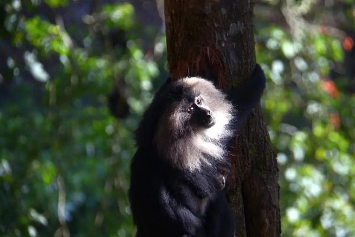 Shrinking tree cover and increasing tourist arrivals create an ...