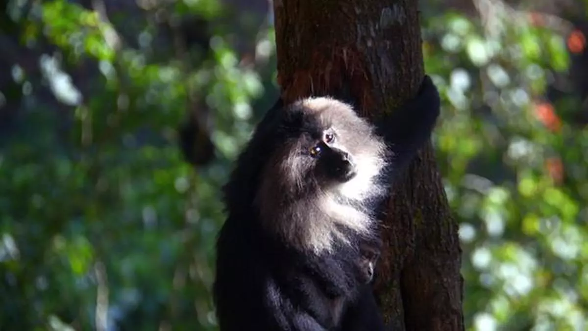The lion-tailed macaques of Valparai - Frontline