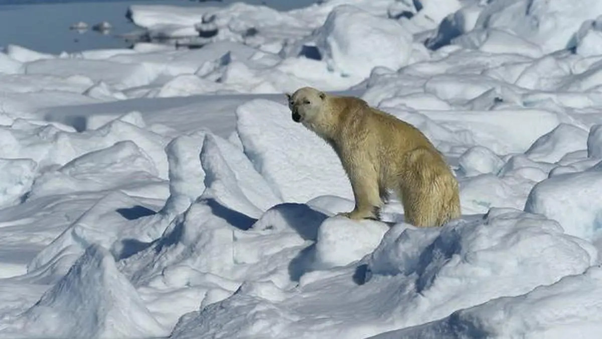 Arctic wildlife - Frontline