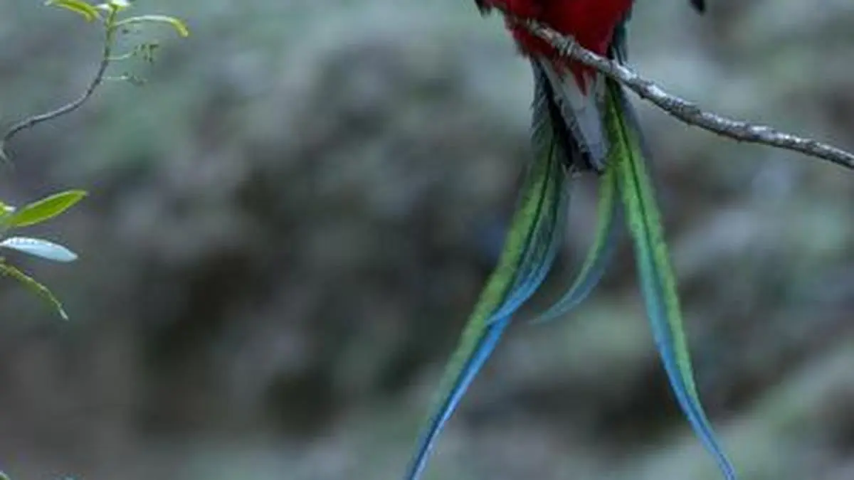 Quetzal: Emerald jewel of the Costa Rican forest - Frontline