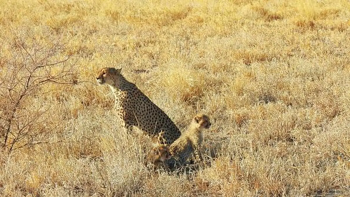 Unforgettable Kalahari - Frontline