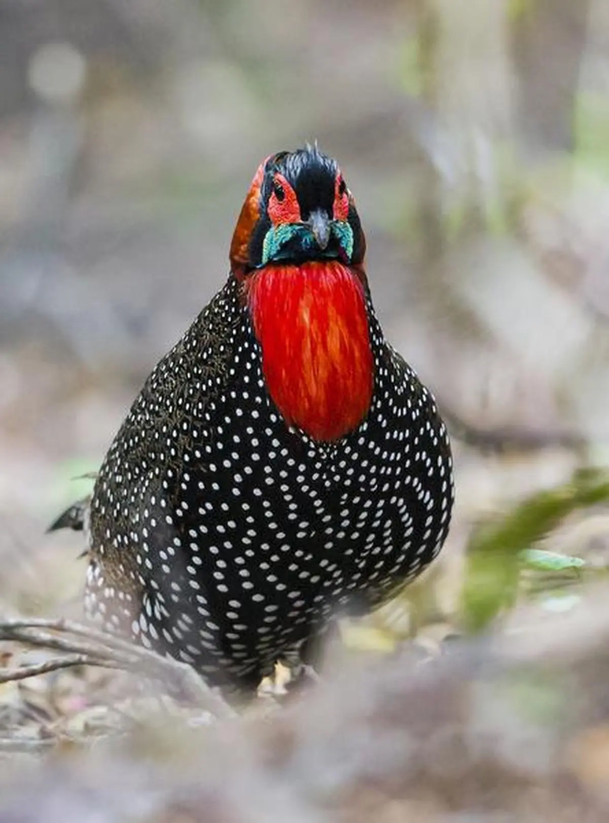 Western Tragopan Pheasant