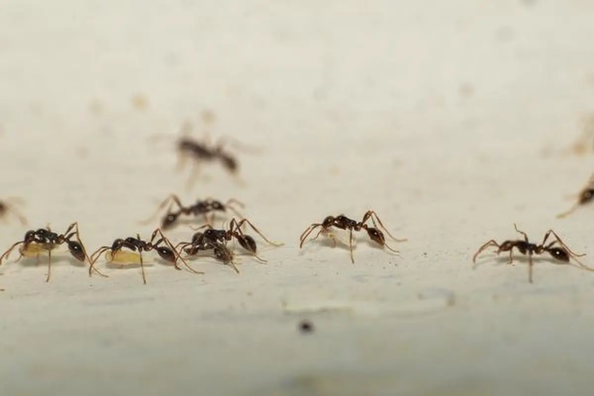 Amazing ants - Frontline