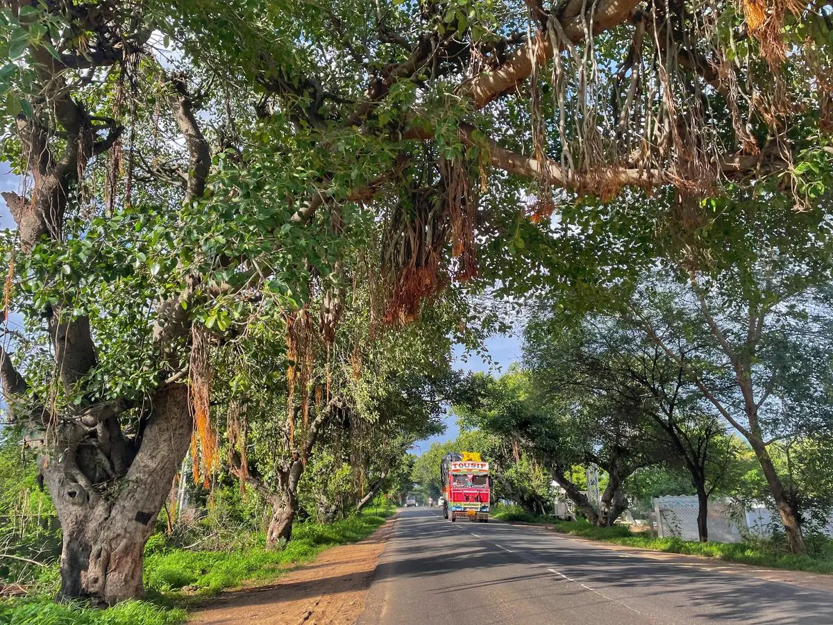 Historic Chevella banyans of Telangana saved from the axe, thanks to ...