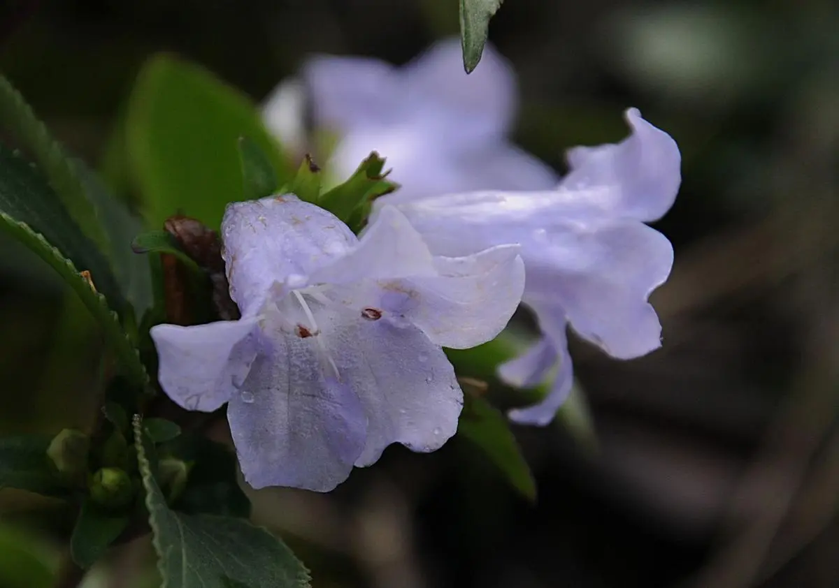 A short trip to Kotagiri in Tamil Nadu becomes a lesson in saving ...