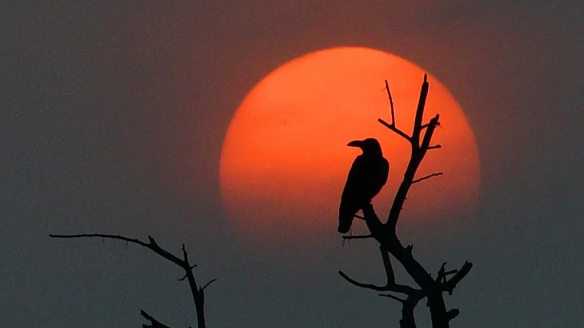 How Indian crows became Kenya’s million-bird problem - Frontline