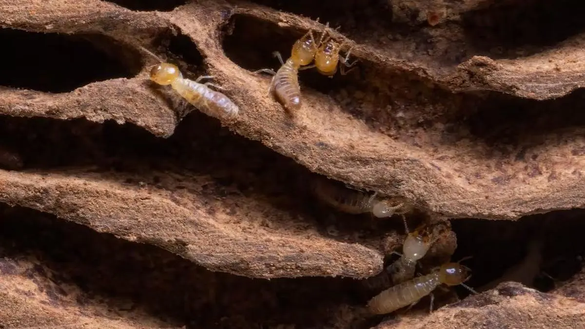 Termites likely to contribute to greenhouse gas emissions - Frontline