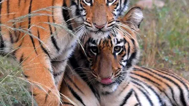 1973: Project Tiger - Frontline