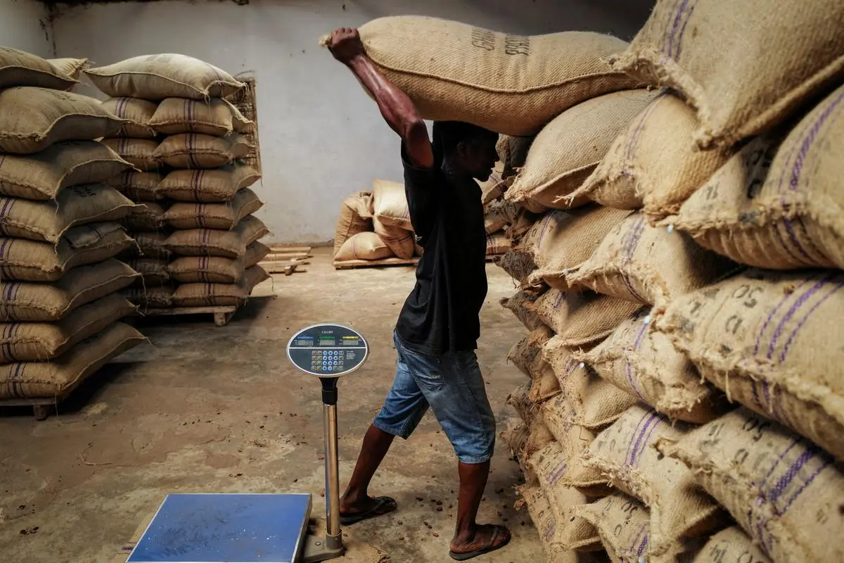 Spotlight | As global cocoa prices hit record highs, farmers in Africa ...