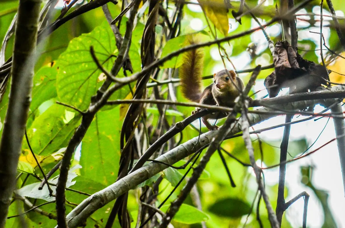 Massive infrastructure project proposed by Central government threatens ...