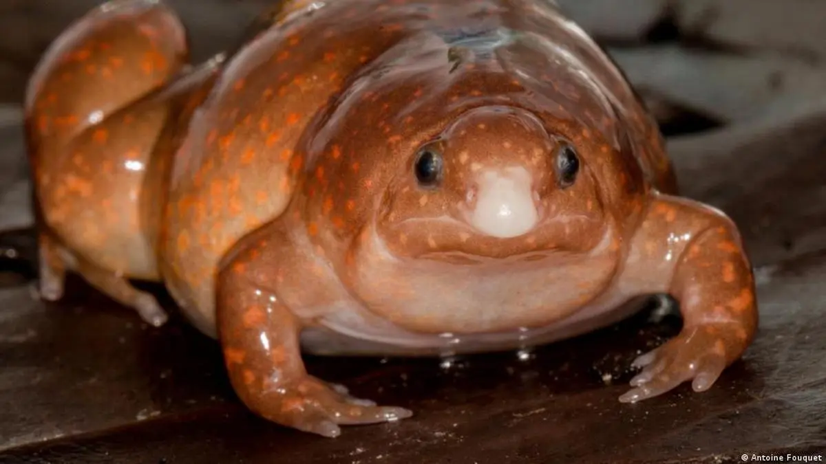 Meet the 'zombie frog' - a new species found in the Amazon - Frontline