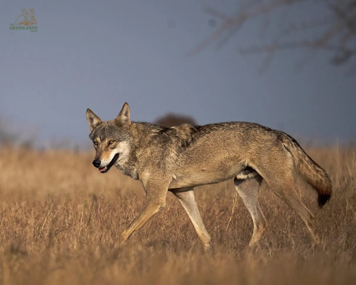 Project Tiger@50: Success but at what cost? - Frontline