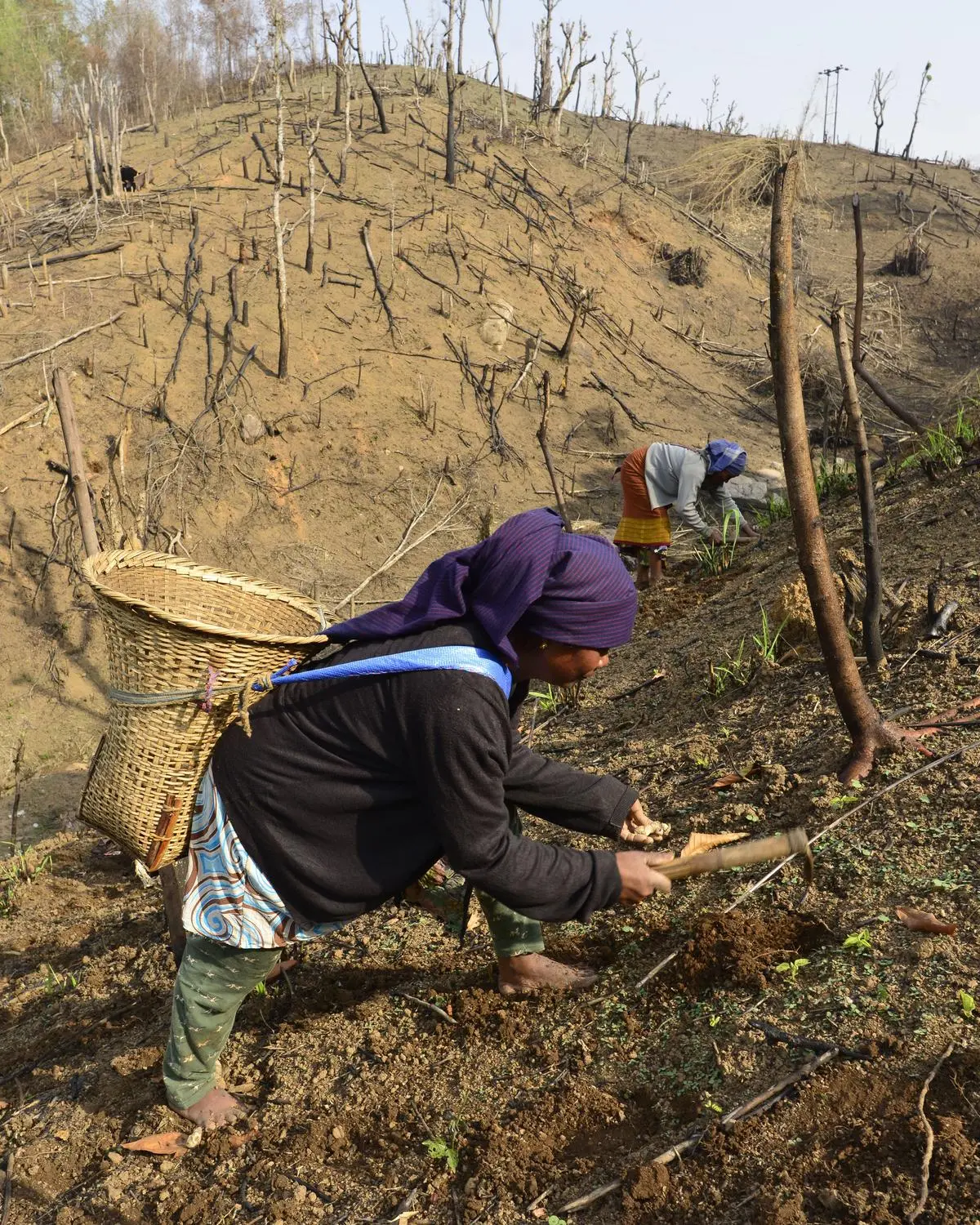 Forest Bill and monoculture open the road for corporate ‘land grab ...