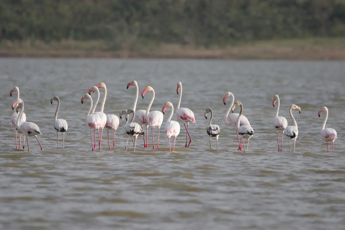 Listing of Koonthankulam Bird Sanctuary as Ramsar site means little ...