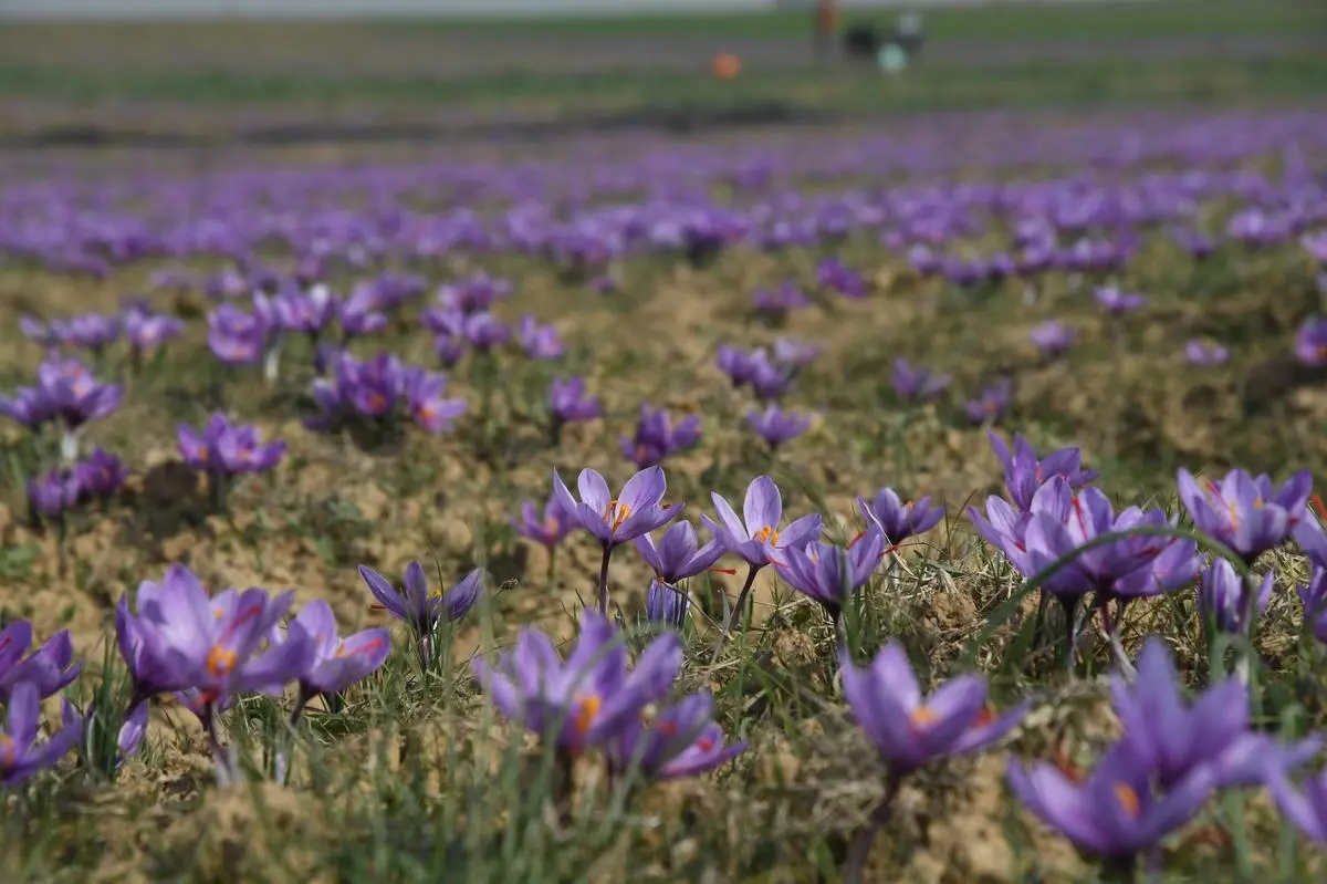 Kashmir’s saffron is under siege - Frontline