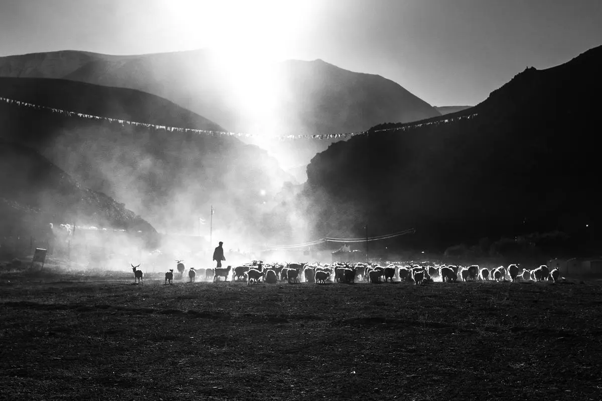 Changpas in Ladakh see life disrupted by climate change - Frontline