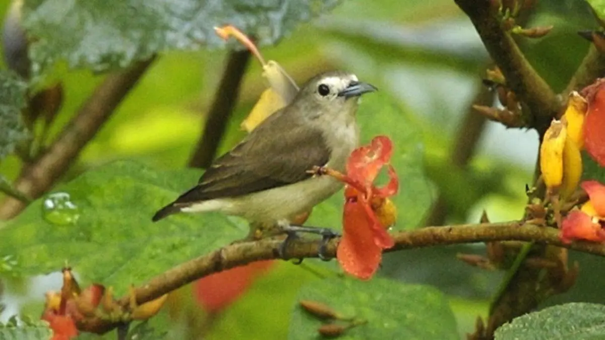 Marathon bird survey around Kaiga nuclear plant spots 213 bird species ...