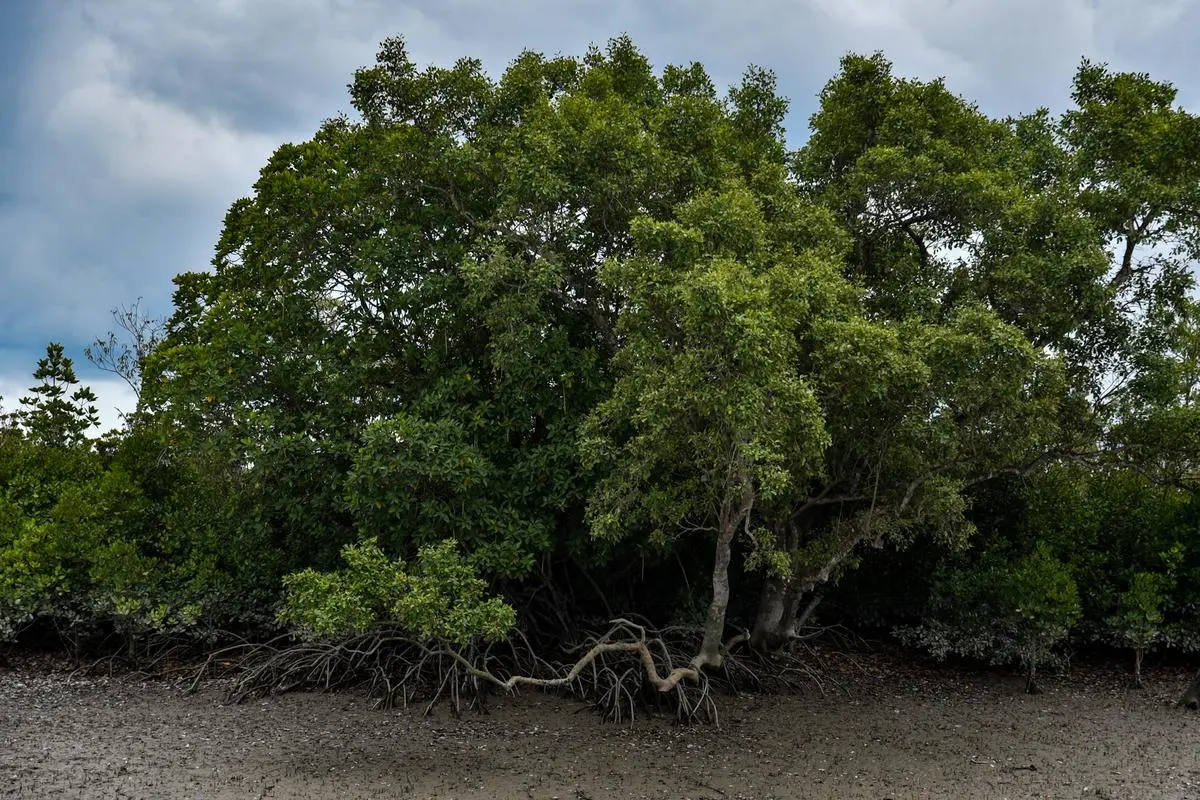 PHOTO ESSAY | Who will mourn the Sundarbans? - Frontline