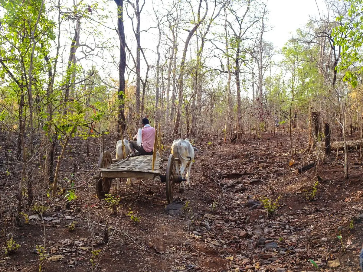 Living the Gond life - Frontline